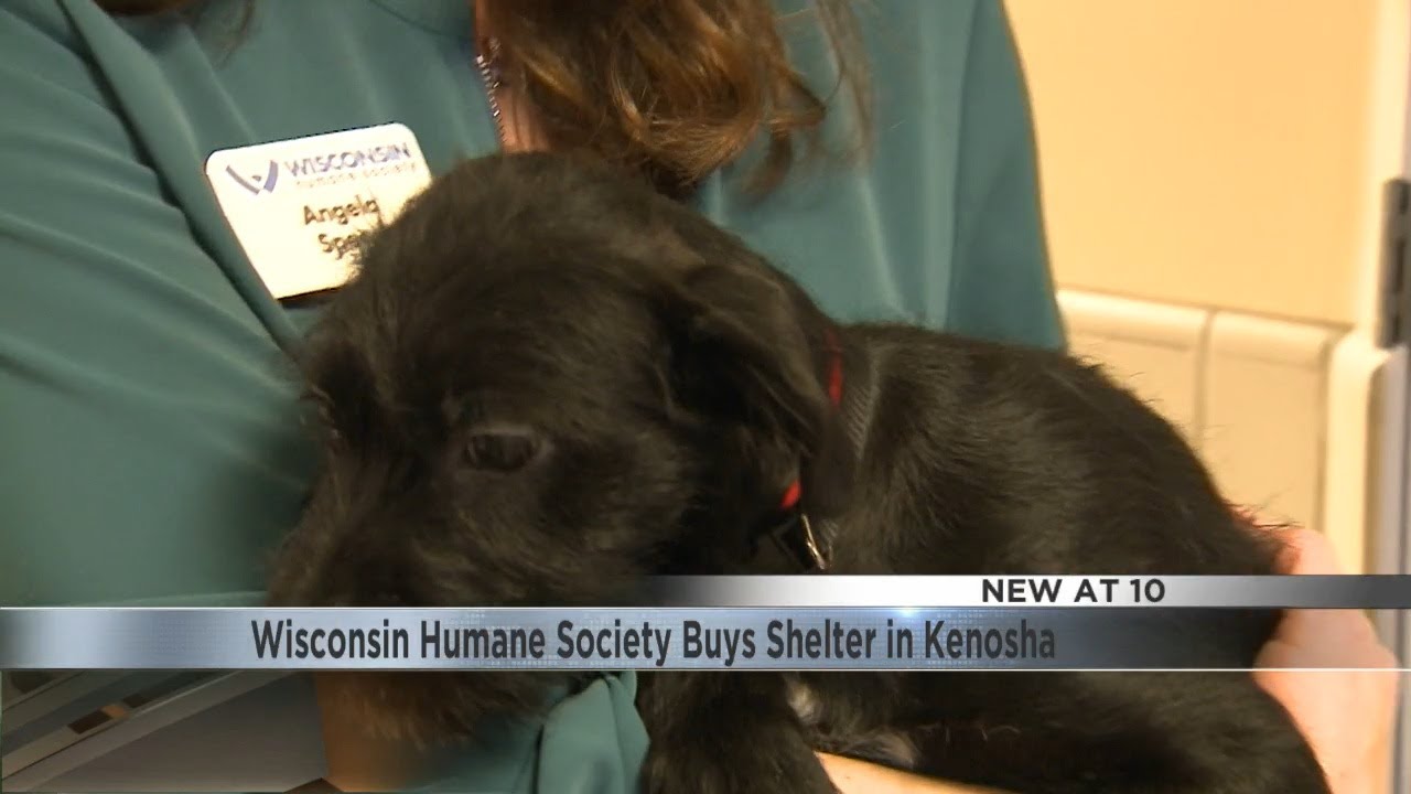 Wisconsin Humane Society expanding - YouTube