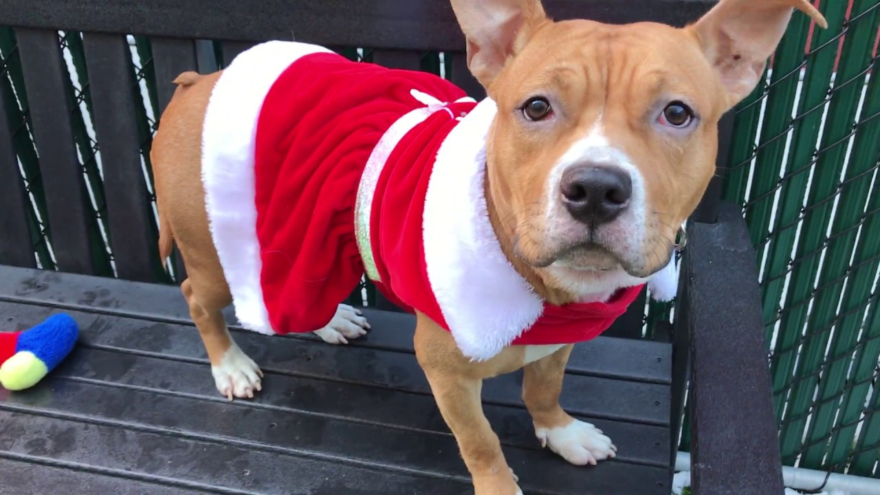 Blair | pocket pittie cuteness 15849 - YouTube