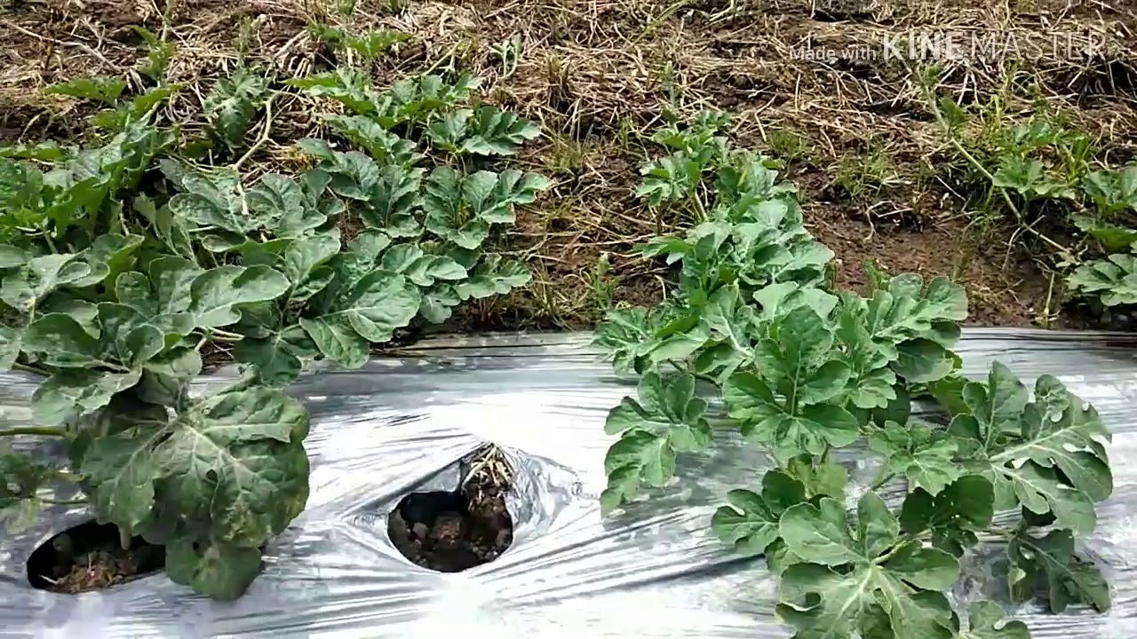 30 hst, kiat kiat mengawinkan bunga semangka - YouTube