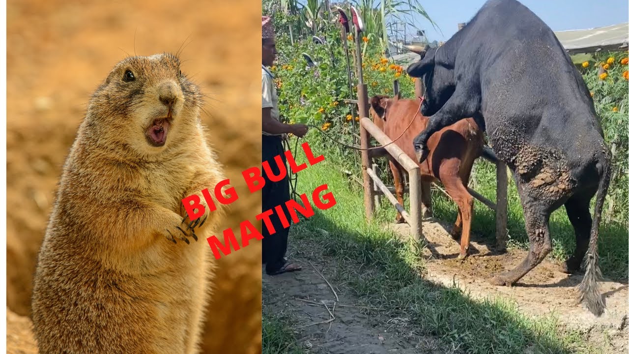 BIG BULL MATING WITH SMALL COW - YouTube