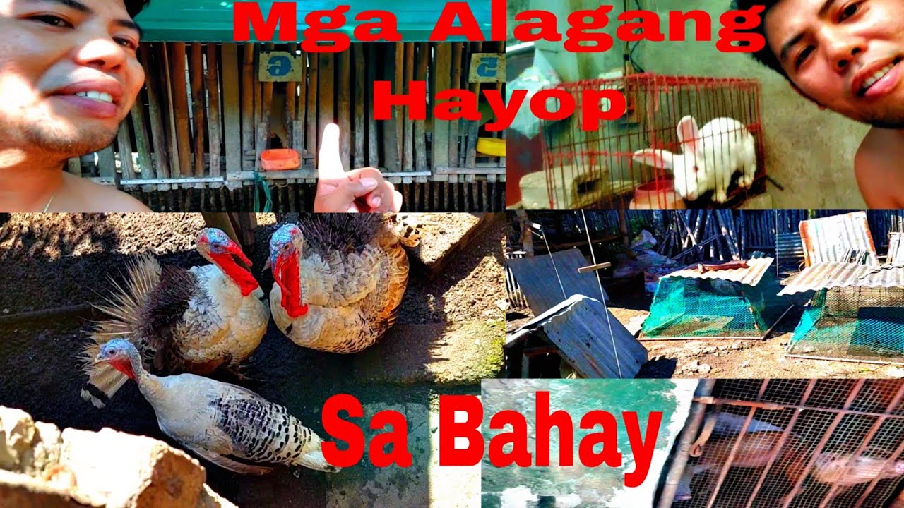 Mga Alagang Hayop Sa Bahay. - YouTube
