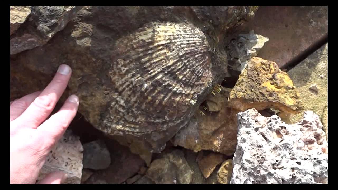 Fossil Big shell - YouTube