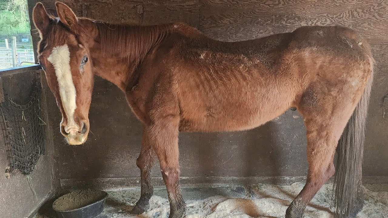 Tater the New Rescue Horse at Heart of Gold Sanctuary - YouTube