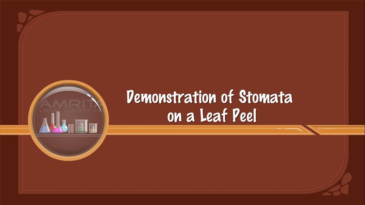 Demonstration of Stomata on a Leaf Peel - YouTube