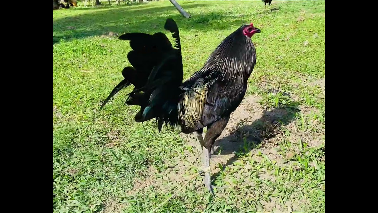 Black Grey Gamefowl