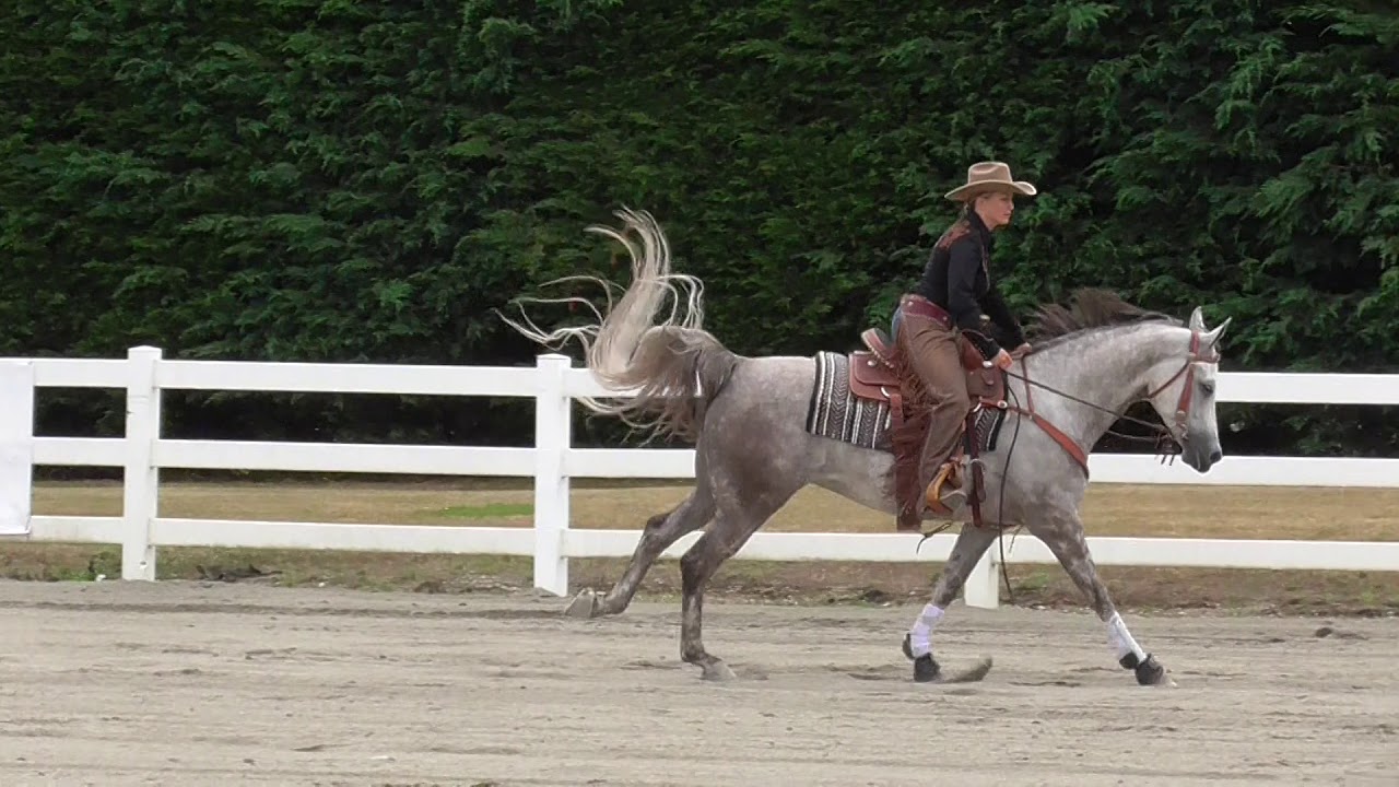 Region 5 Class 544 Arabian Reining Junior Horse - YouTube