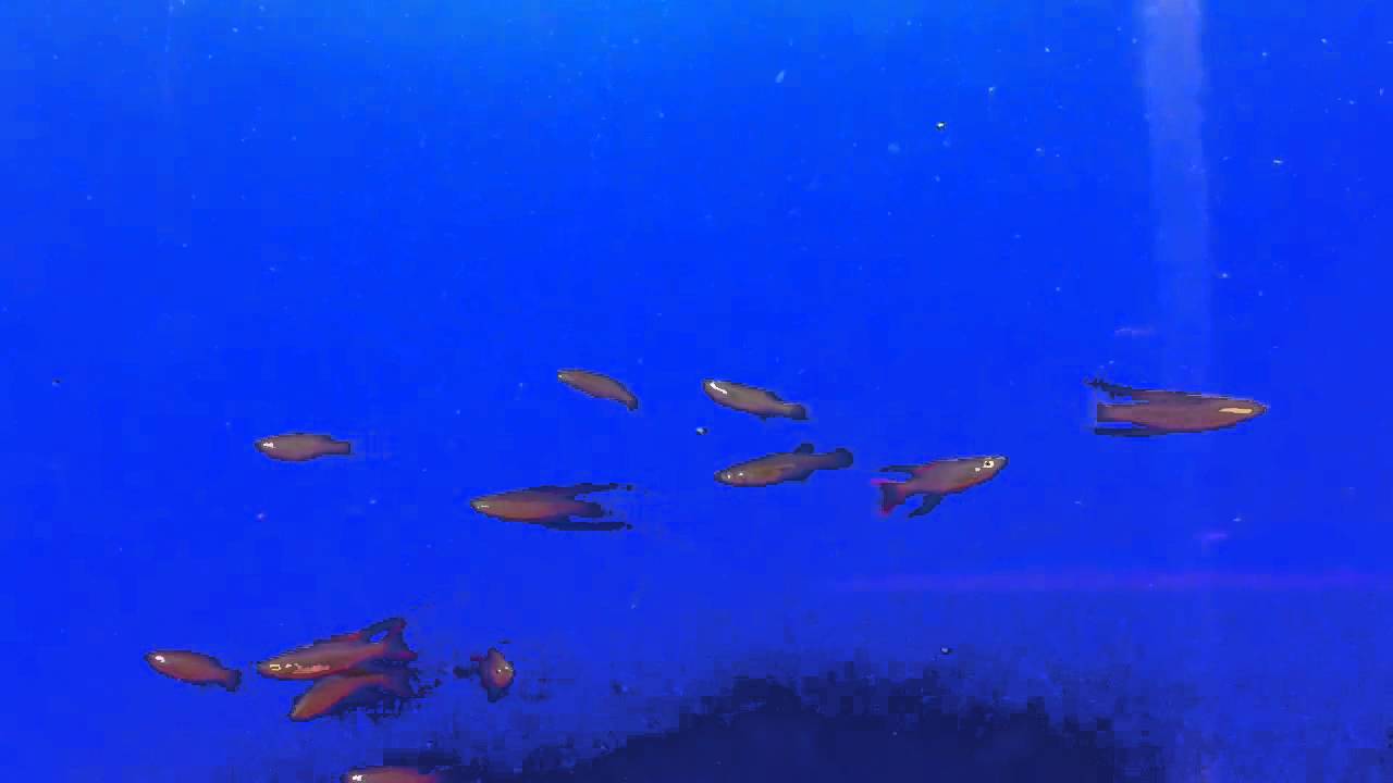 Thread-Fin Rainbow Fish - Iriatherina werneri - YouTube