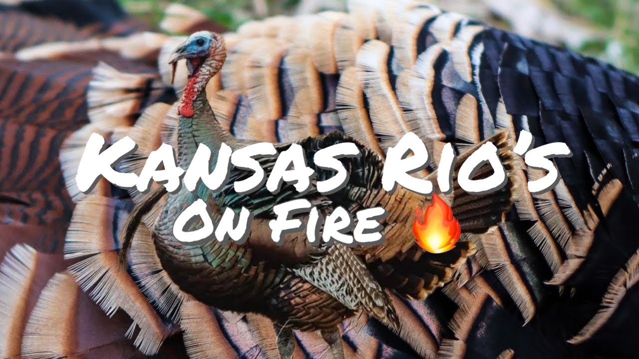Crazy Afternoon TURKEY HUNT | Kansas Rio Turkey Hunting | Turkey Season ...