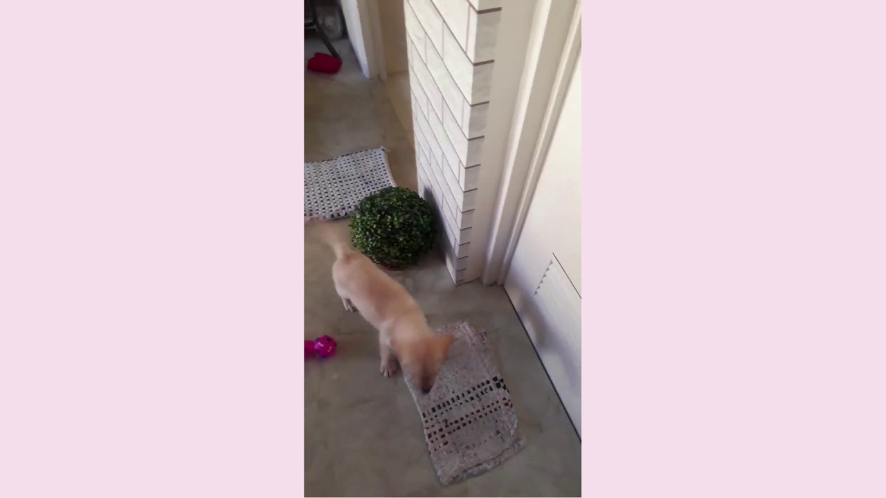 Nala Turns Two Months | First Day of Training | Nala the Lab - YouTube