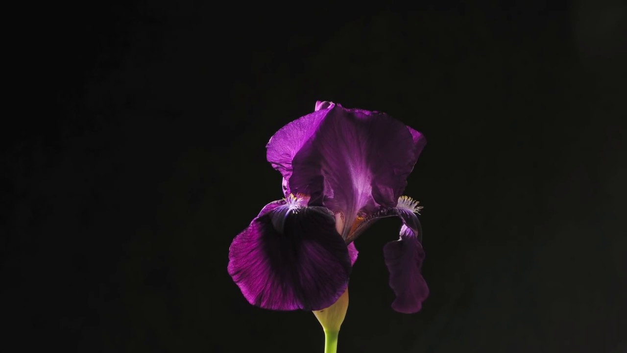 Iris germanica 'Black Swan' flower opening time-lapse - YouTube