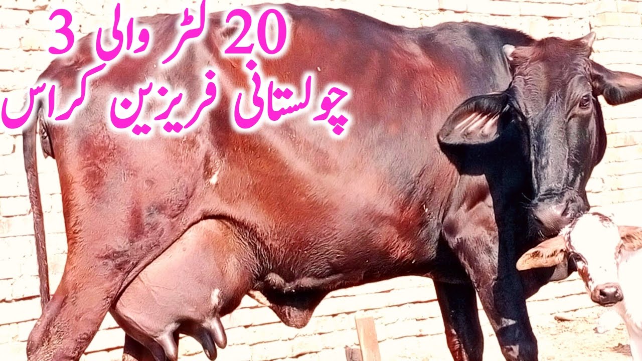 Cholistani Friesian Cross 3 Cow Near Luden Desert Mandi Cholistan ...