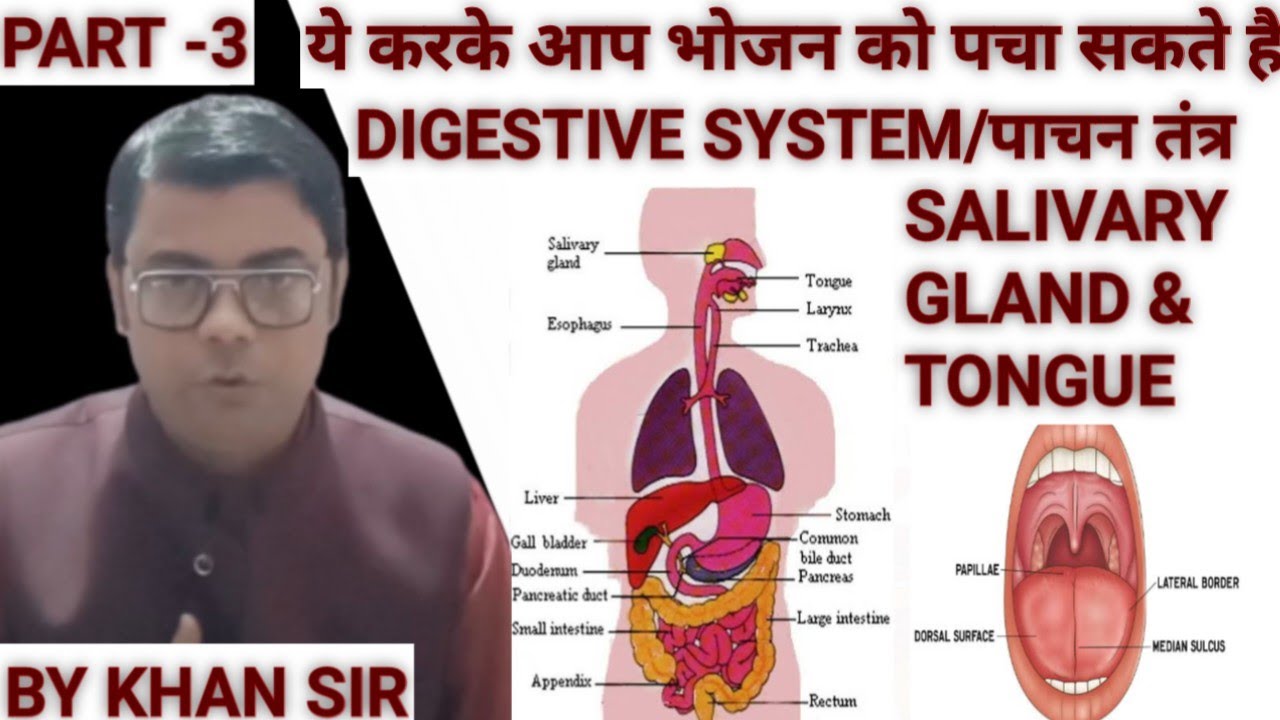digestive system part 3! concept of tongue! concept of salivary gland ...
