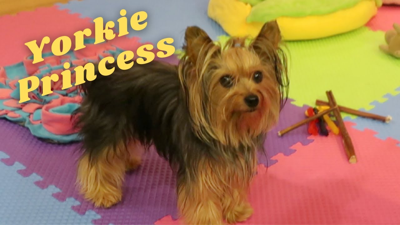 Yorkie Princess wants to play more games - YouTube