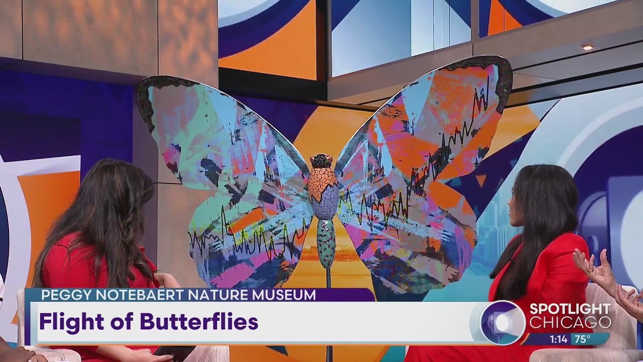 Flight of Butterflies - YouTube