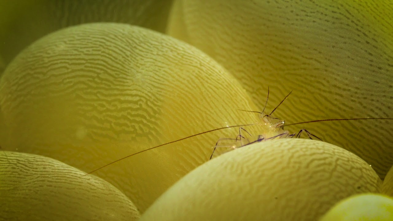 Bubble Coral Shrimp - YouTube