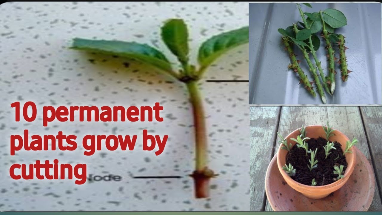 top ten permanent plants grow by cutting - YouTube