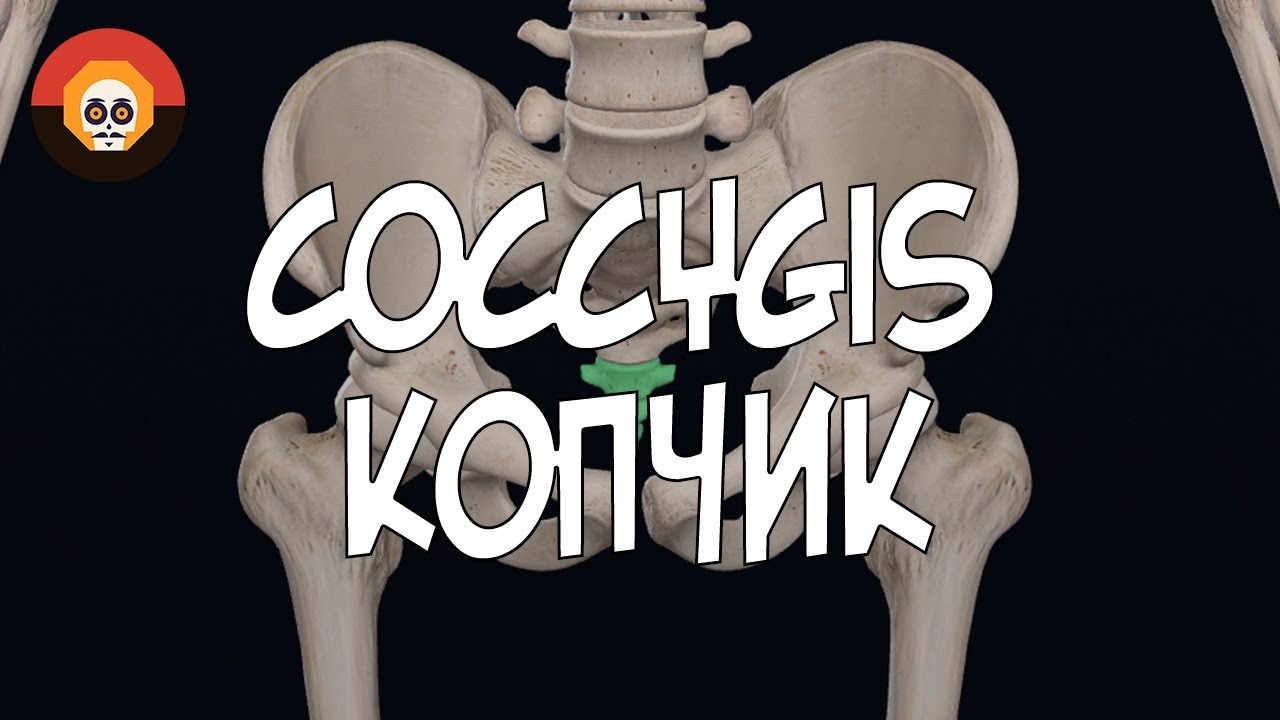 Копчик (Coccygis) 3D Анатомия - YouTube