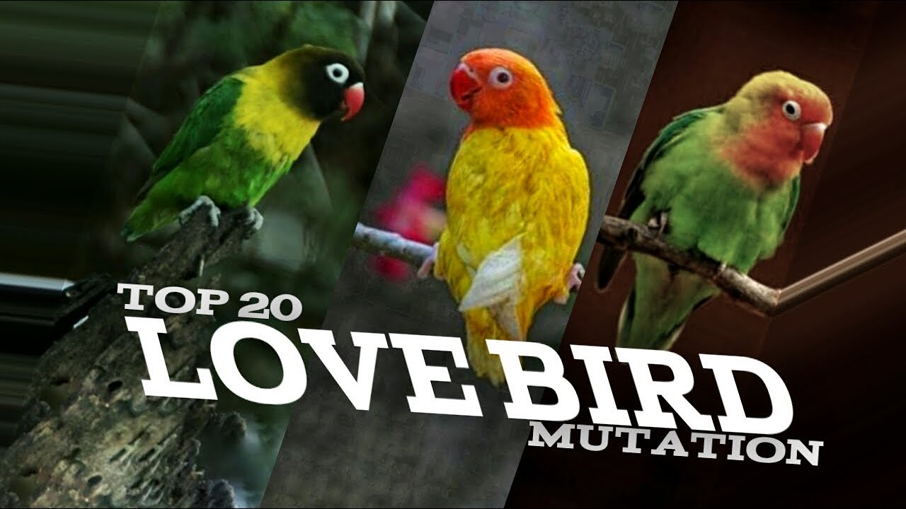 Top 20 Lovebird Mutation - YouTube