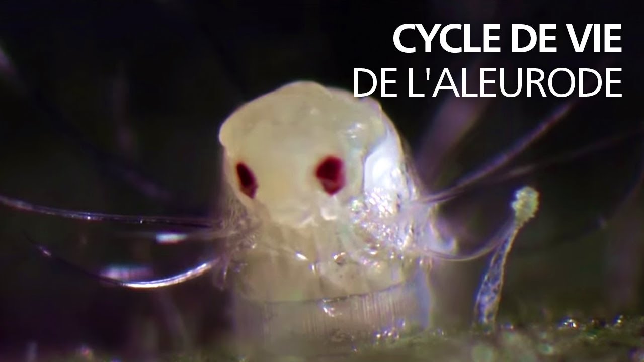 Cycle de vie de l'aleurode (Trialeurodes vaporariorum) - YouTube