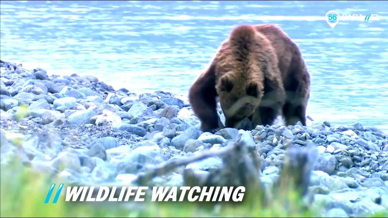 Siberia Wildlife watching | 56th Parallel - YouTube