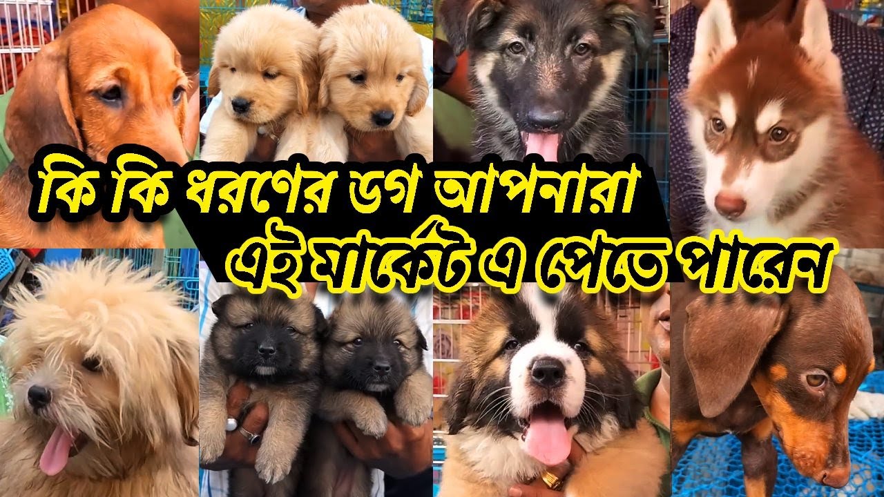 Galiff Street Pet Market Kolkata | dog market in kolkata | Dog Price ...