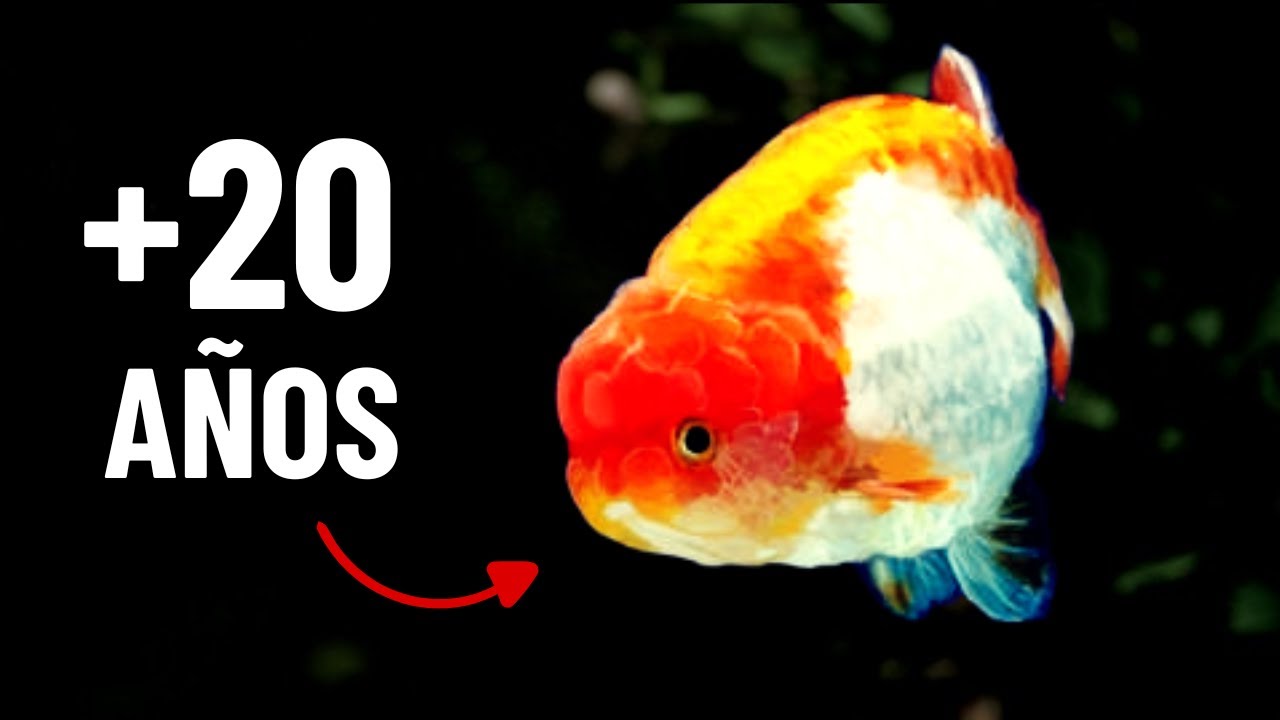 6 Claves para RETARDAR el ENVEJECIMIENTO en GOLDFISH | Cuidados del ...