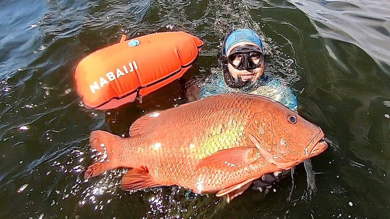 Spearfishing Big Red snapper - YouTube