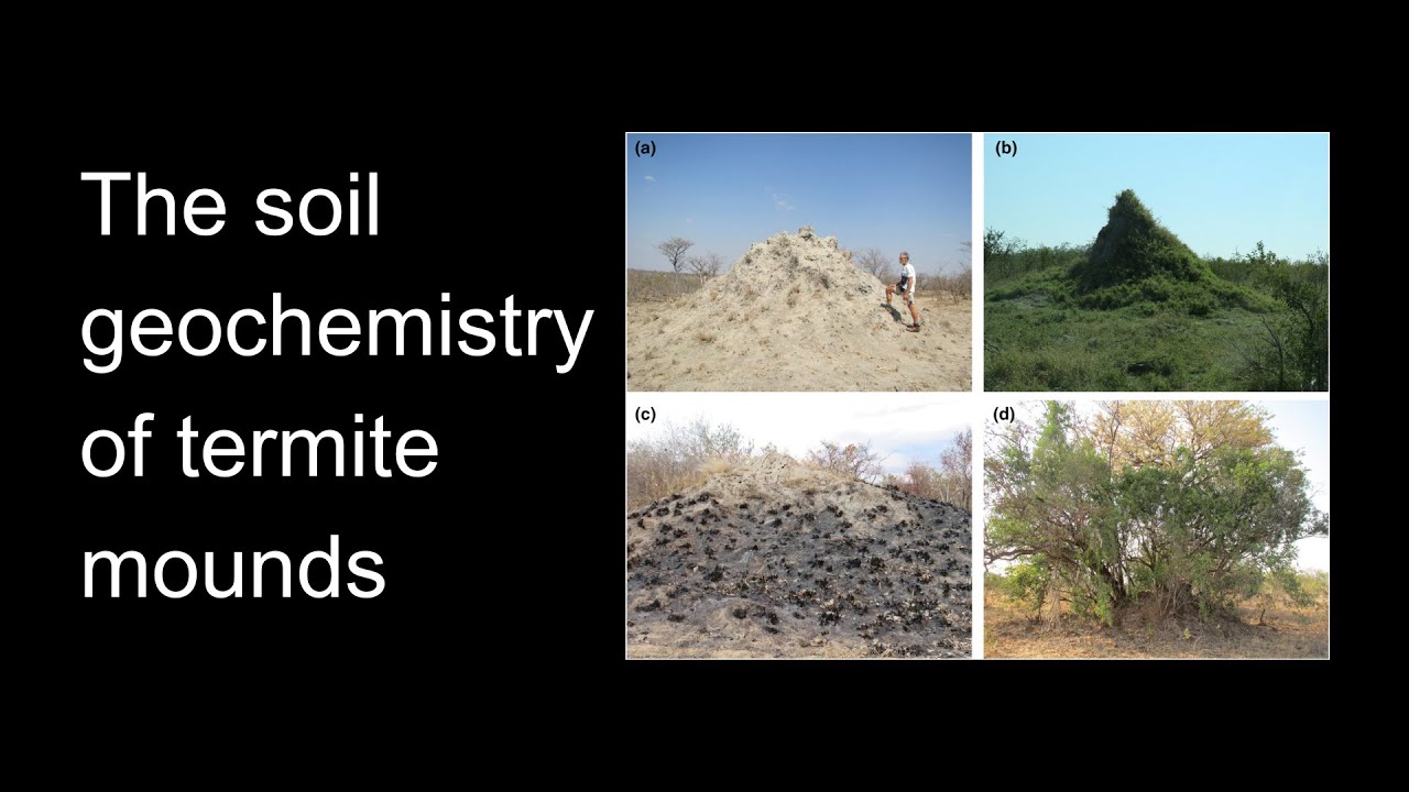 The soil geochemistry of termite mounds in the Kruger National Park ...