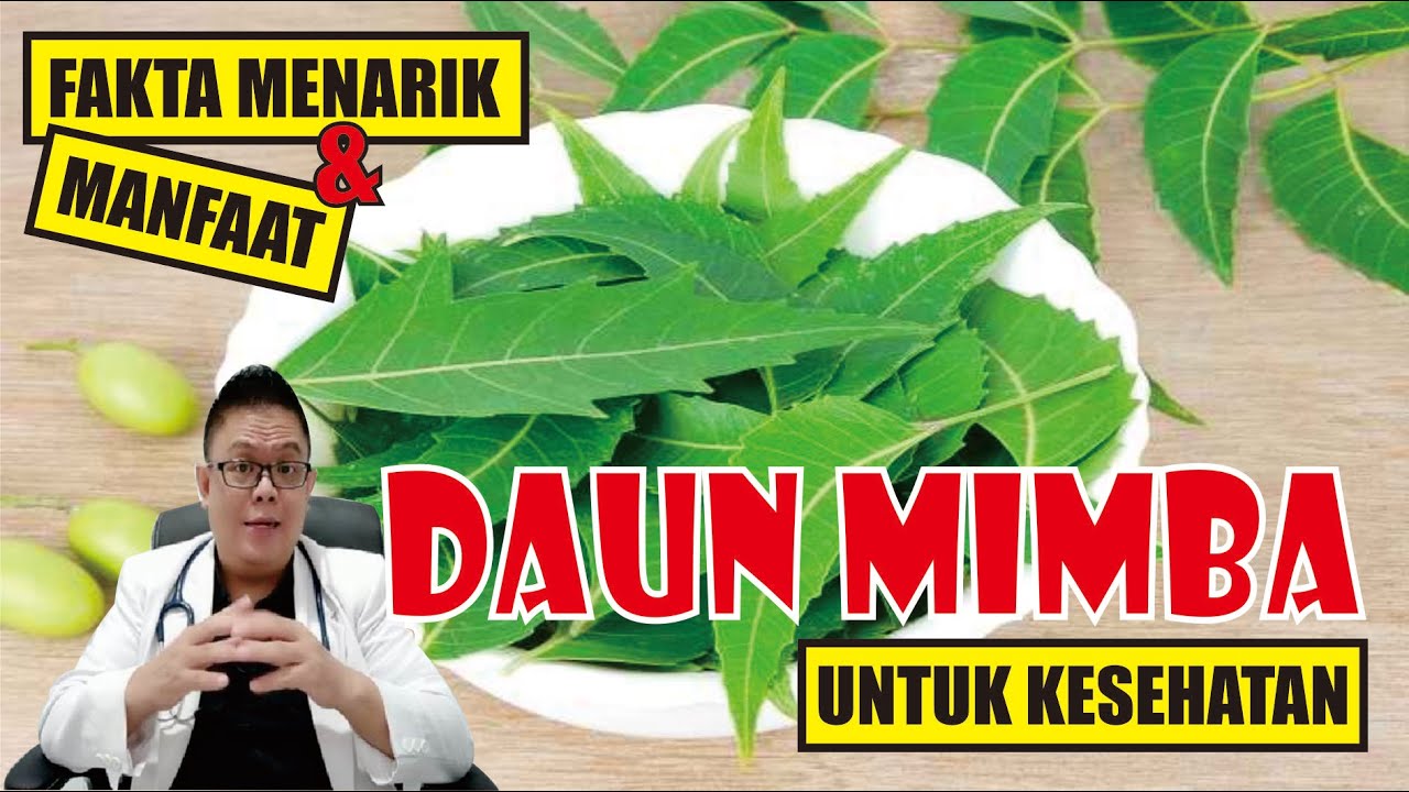 FAKTA MENARIK SERTA MANFAAT DAUN MIMBA UNTUK KESEHATAN DAN CARA ...