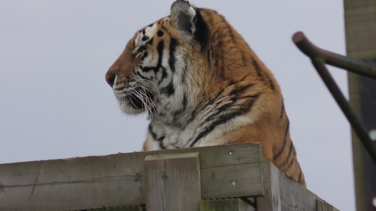good Stunning Tiger goes up its viewing platform at Colchester Zoo ...
