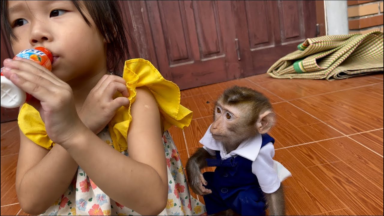 Monkey Baby Bon |Monkey bon is very happy when the baby gives the drink ...