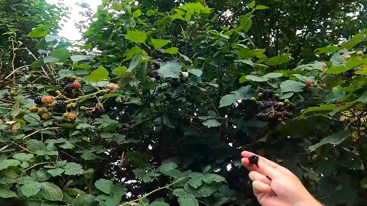Let's go berry picking with relaxing Elder Scrolls Oblivion music - YouTube