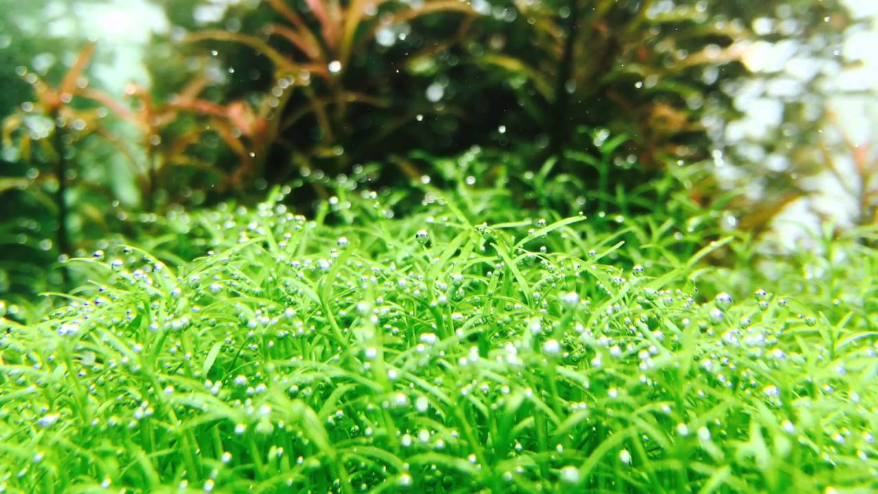 [DAS] Aquascape | Microcarpaea Minima 미크로카르파이아 미니마 - YouTube