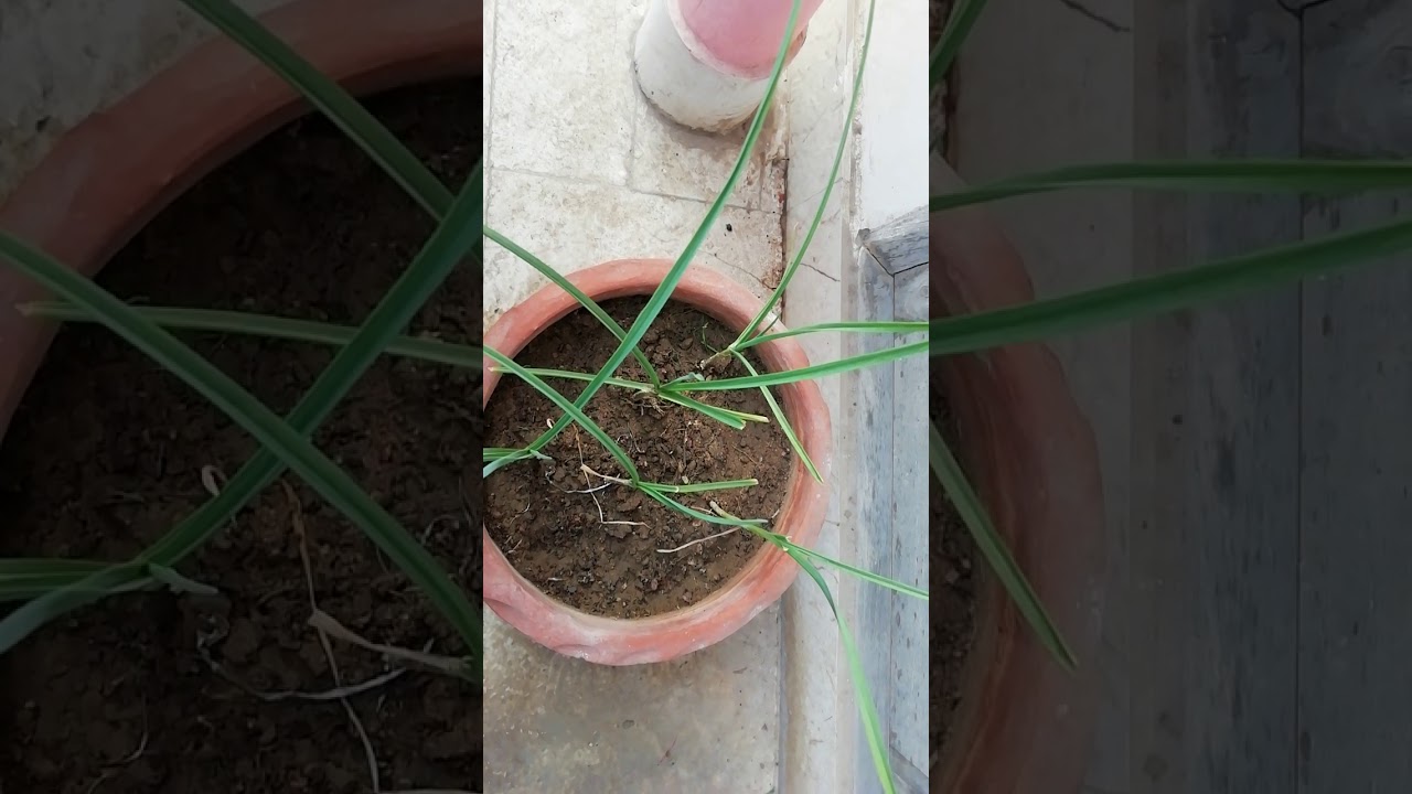 Garlic plant in container | lahsun ka plant - YouTube