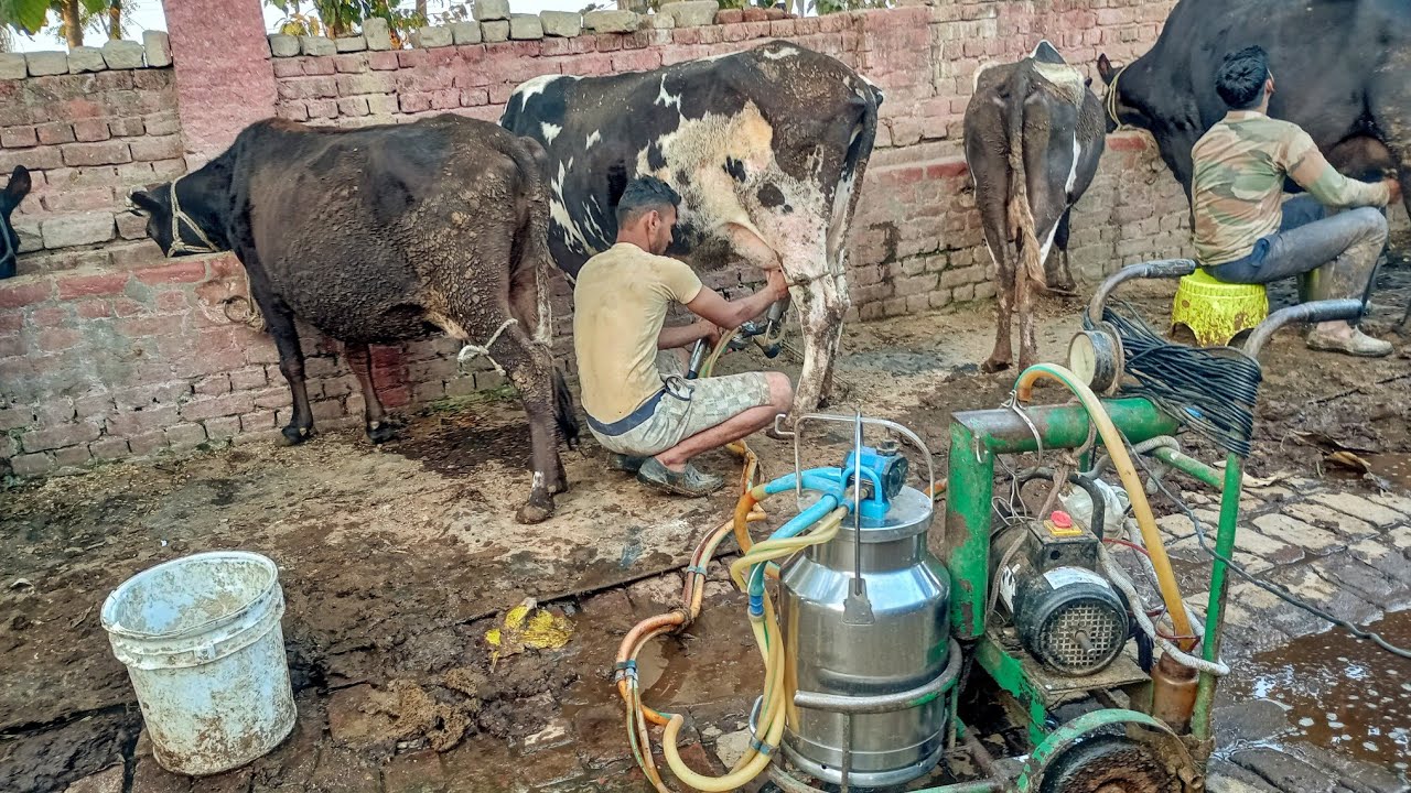 Cow Milking machine || Best Dairy form || Animal Dairy form - YouTube