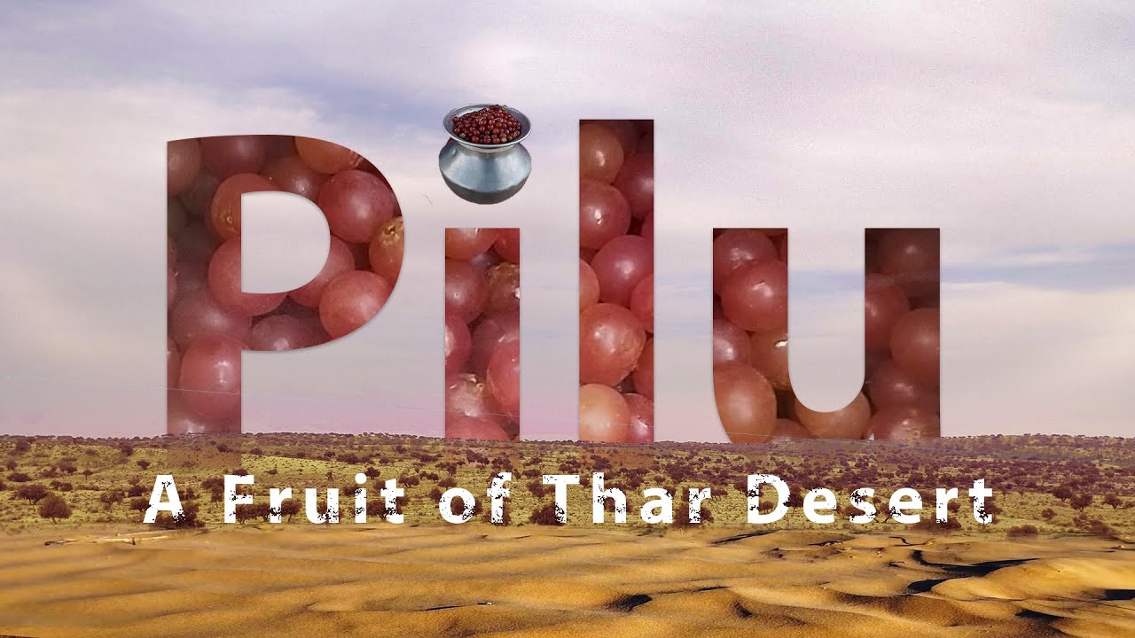 Exploring the Pilu Fruit: The Grapes of the Thar Desert - YouTube