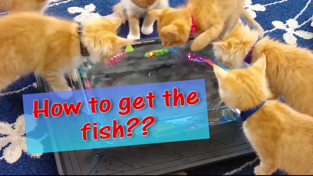 Kittens go fishing! - YouTube