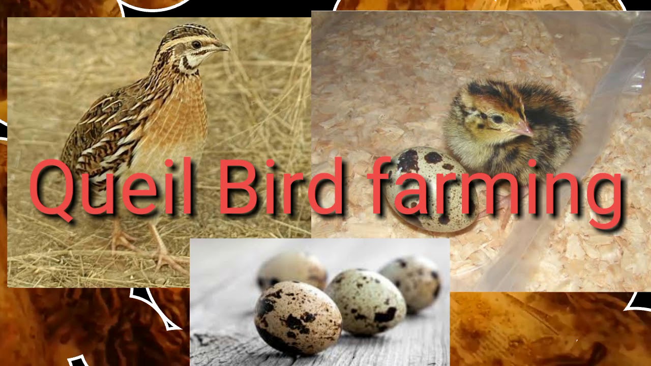 Queil Bird Farming 🦆🦆|| কোয়েল পক্ষী পালন আৰু লাভ - YouTube