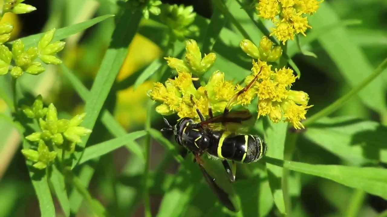Diptera: Syrphidae (Hover flies): Spilomyia sayi wing waving - YouTube