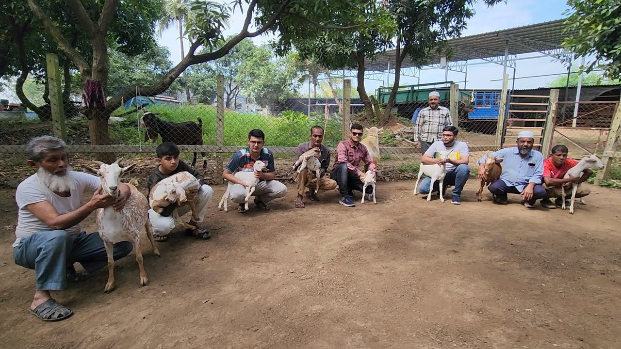 Ghar Ke Barbari Ka Parivar | Saste Main Quality No 1 | JJ Goat Farm ...