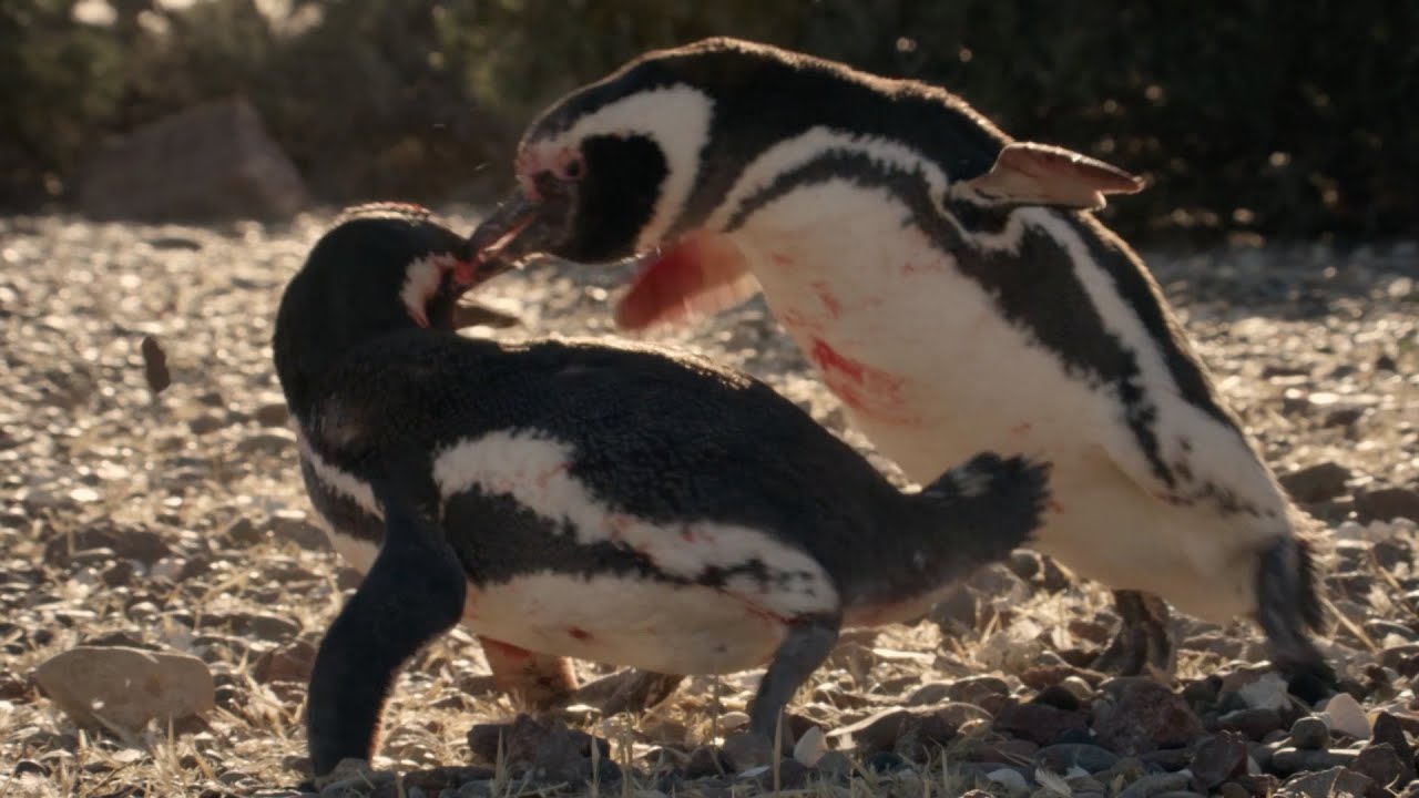 Vicious penguin fight - Patagonia: Earth' Secret Paradise: Episode 2 ...