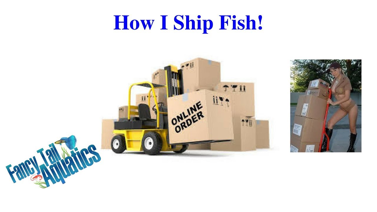 How I Bag, Package, And Ship Fish - Guppy Shipping! - YouTube