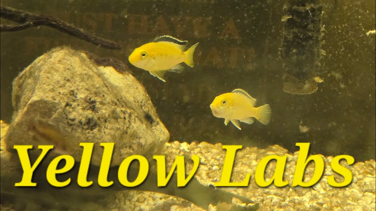 Breeding Yellow Lab Cichlids! (Free Fish #9!) - YouTube
