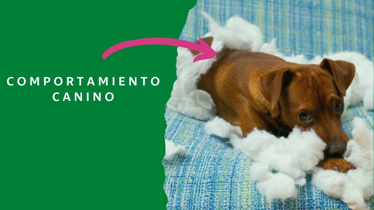 Señales de alerta en un perro - YouTube