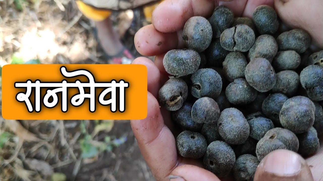 रानमेवा - चिकण्या | Ranmeva | खरबाटा, चिकन सुपारी | Gavakadache Vlog ...