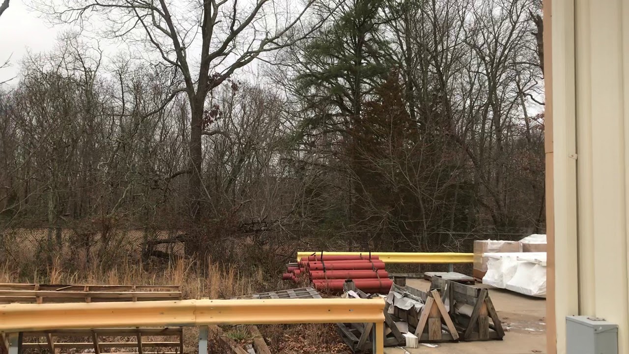 THE BIRDS! HUGE LOUD GATHERING OF BIRDS! The end of the world 2020 like ...