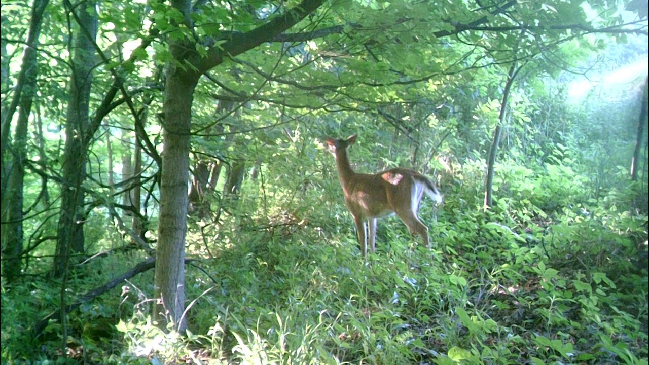 Ohio Wildlife Late Summer@SerenityAcres-Naturally - YouTube