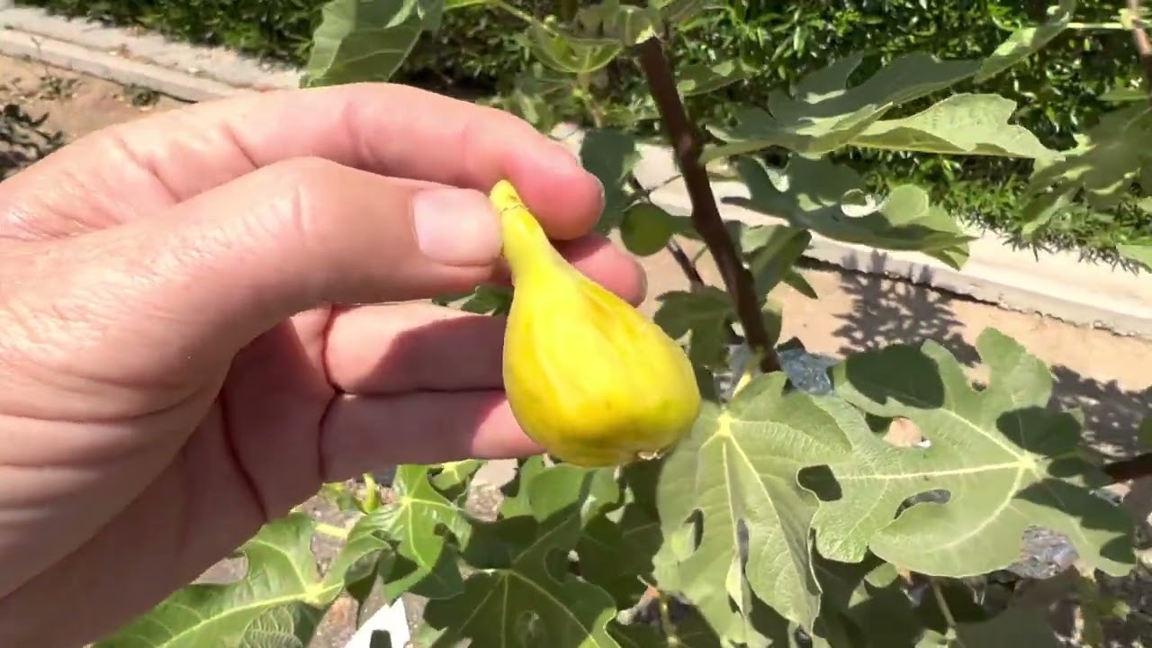 Coll de Dama Mutante Reversion to Blanc??? - YouTube