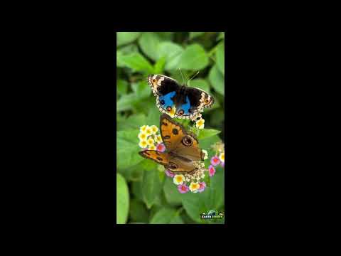 Butterfly #shorts #shortvideo #subscribe #shortsviral #status