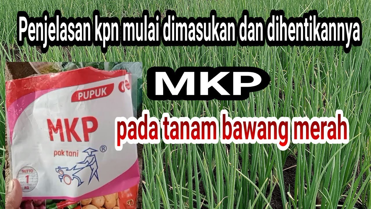 Penjelasan kpn mulai dimasukan dan dihentikannya MKP pada bawang merah - YouTube